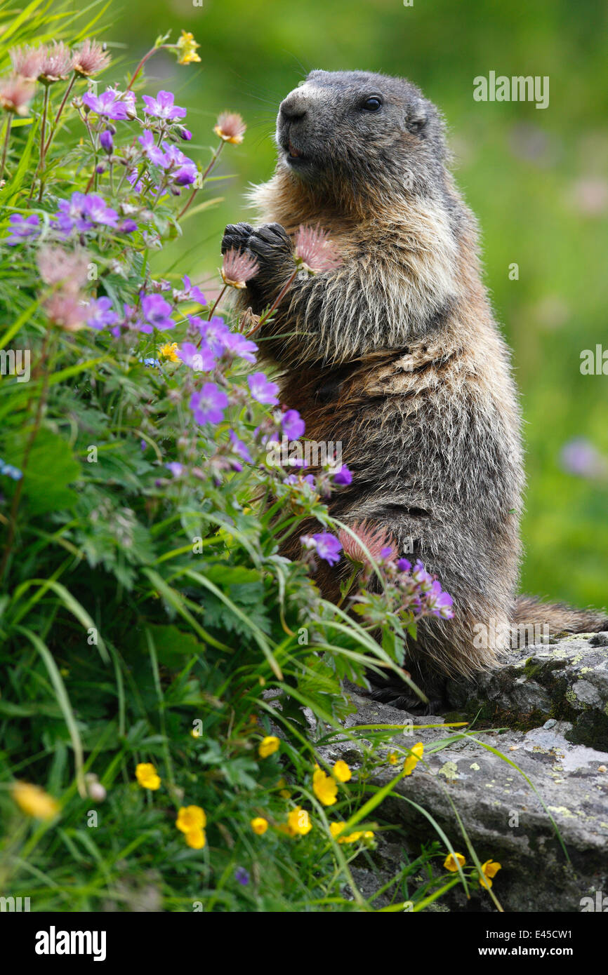 Alpine marmot (Marmota marmota) standing on hind legs feeding on flowers, Hohe Tauern National ...