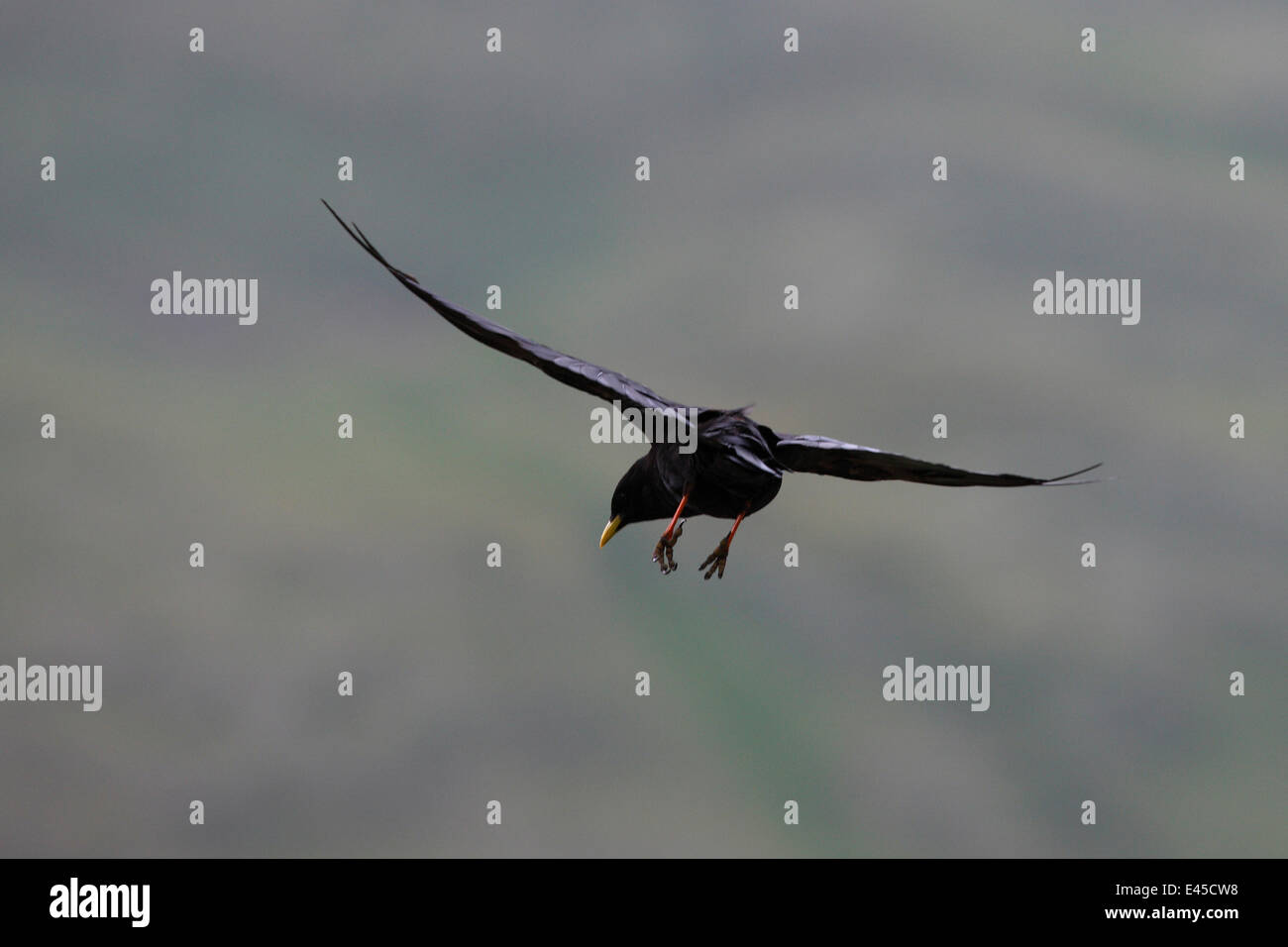 Alpine chough (Pyrrhocorax graculus) in flight with feet stretched out ...