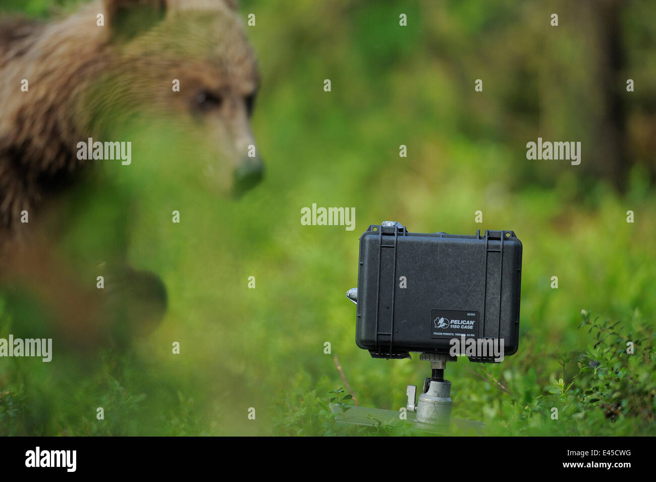 Eurasian brown bear (Ursus arctos) looking at camera in protective case ...