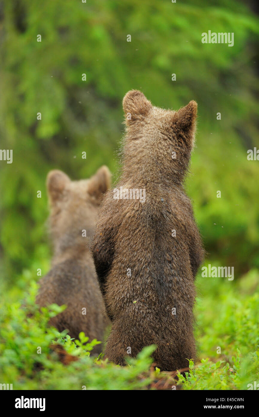 Eurasian brown bear (Ursus arctos) two cubs standing rear view ...
