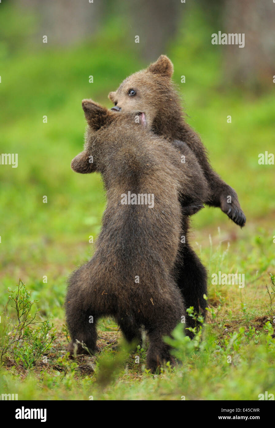 Two babies fighting hi-res stock photography and images - Alamy