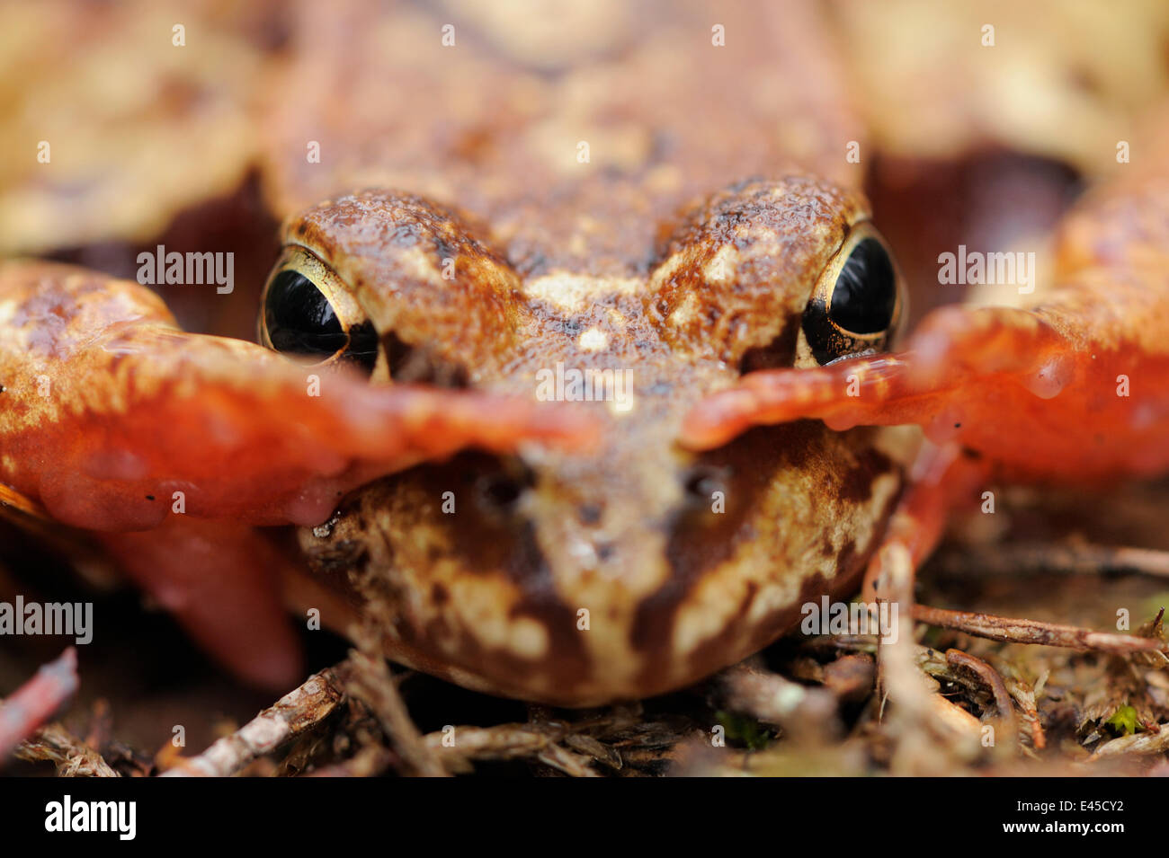 Old Frog Eyes High Resolution Stock Photography and Images - Alamy