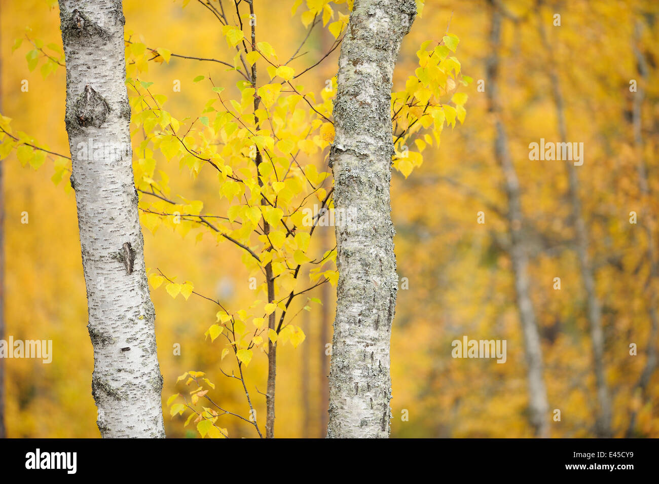 Finnish silver birch tree hi-res stock photography and images - Alamy