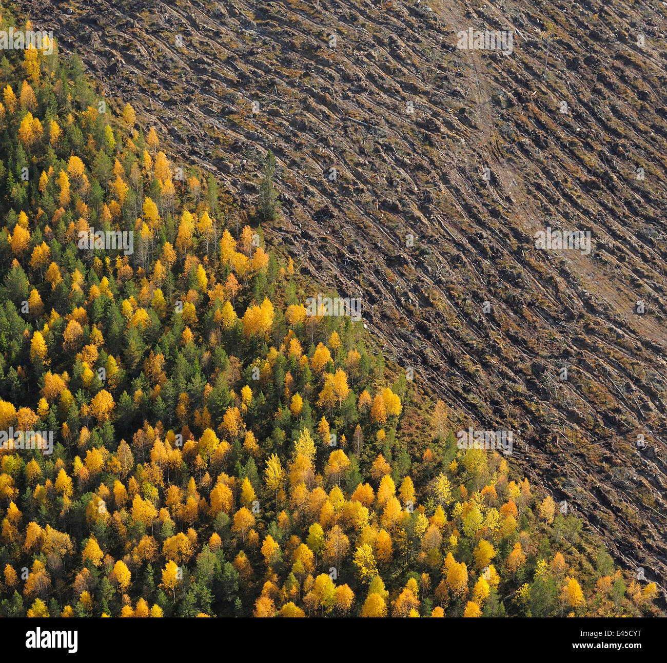 Siberian taiga aerial hi-res stock photography and images - Alamy