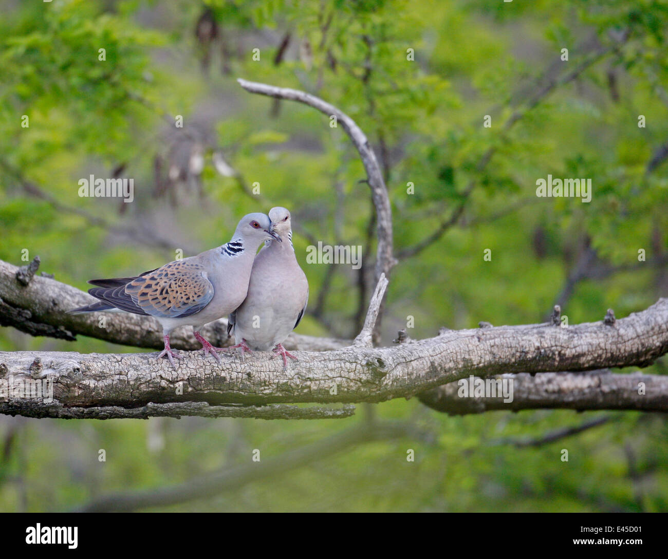 Male and female dove hi-res stock photography and images - Alamy
