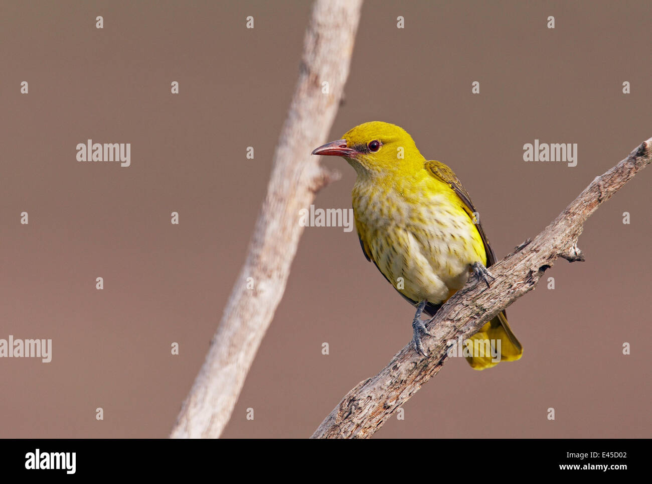 Golden oriole oriolus oriolus hi-res stock photography and images - Alamy