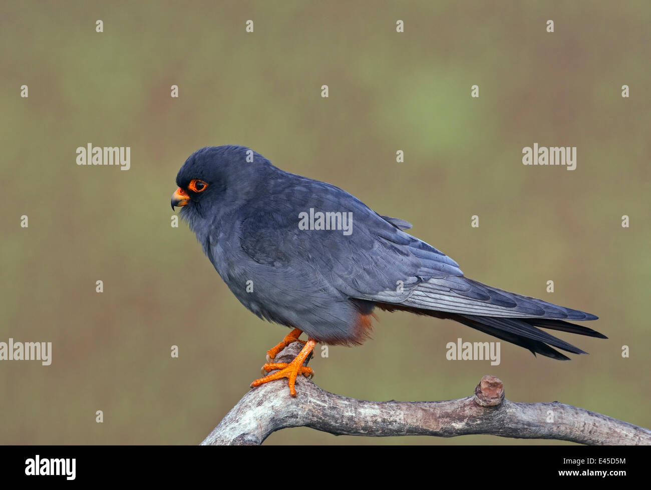Red-footed Falcon (Falco vespertinus) male perched, Hortobagy NP ...