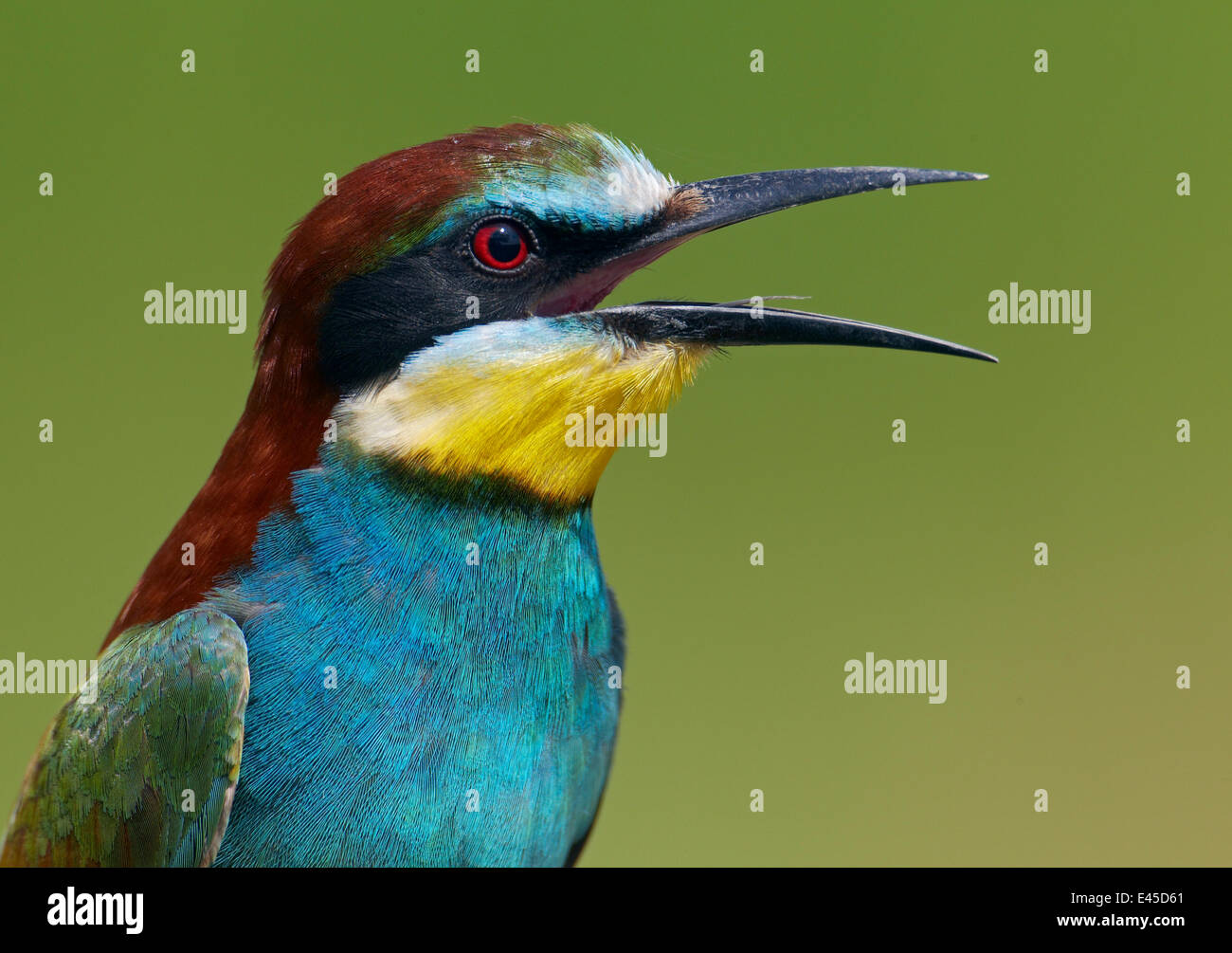 Vocalising hi-res stock photography and images - Alamy