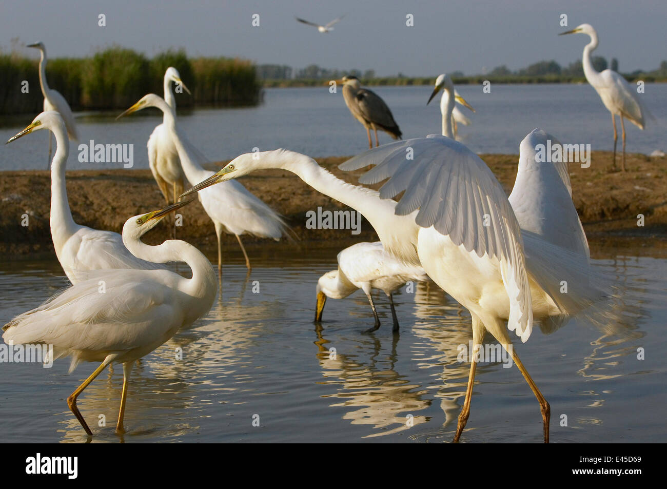 Flock of Great Egret (Casmerodius albus / Egretta alba) at water ...