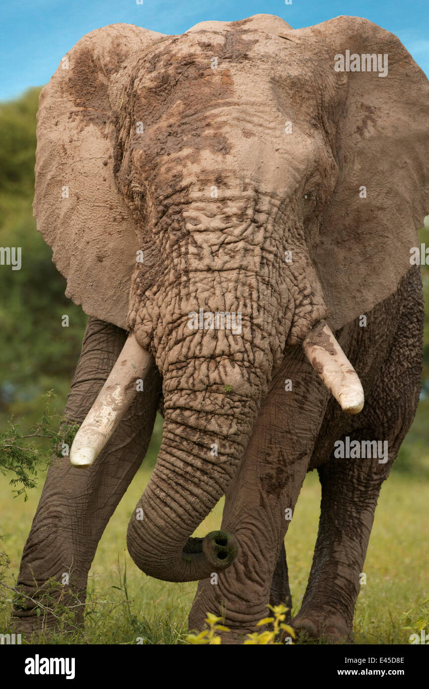 Old african elephant hi-res stock photography and images - Alamy