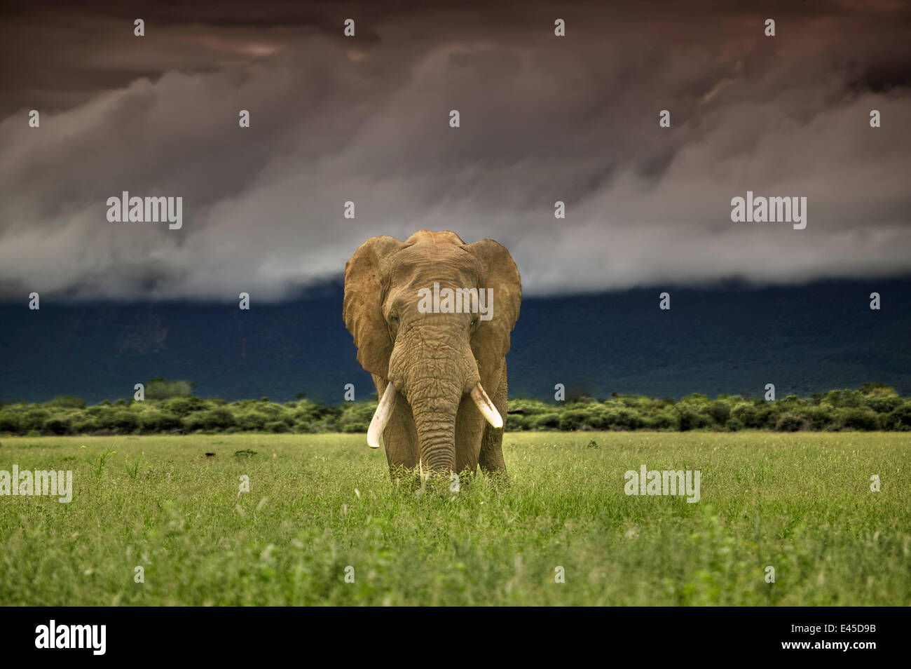 Marakele np hi-res stock photography and images - Alamy