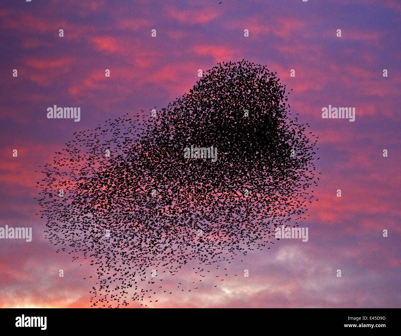 Common starling mass roost hi-res stock photography and images - Alamy