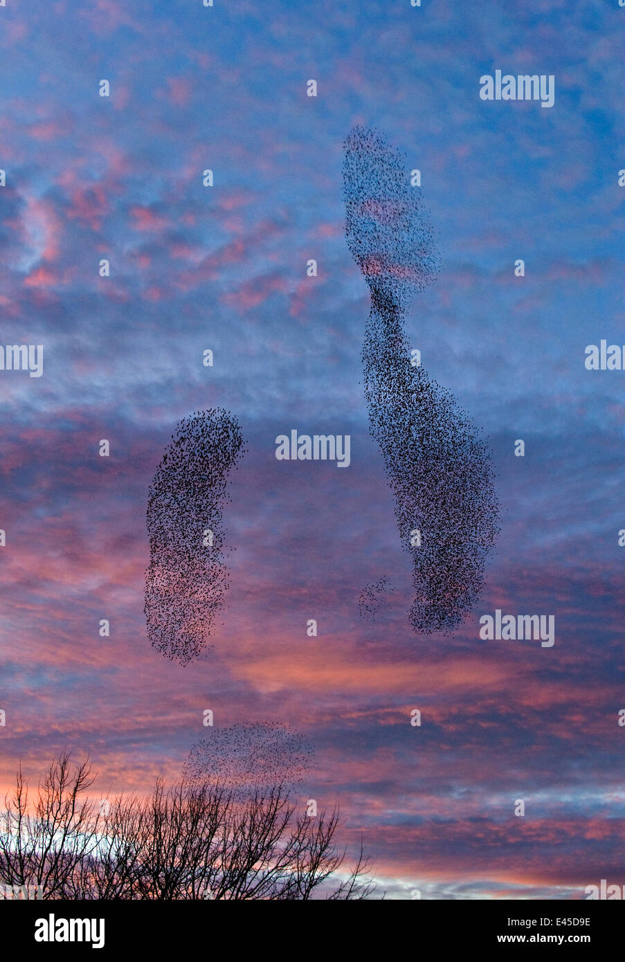 Common starling mass roost hi-res stock photography and images - Alamy