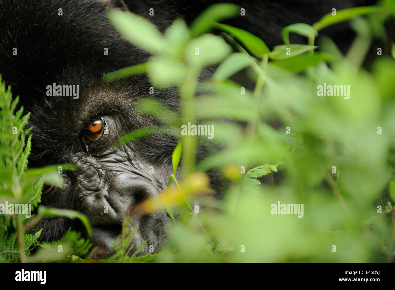 Gorilla High Resolution Stock Photography and Images - Alamy