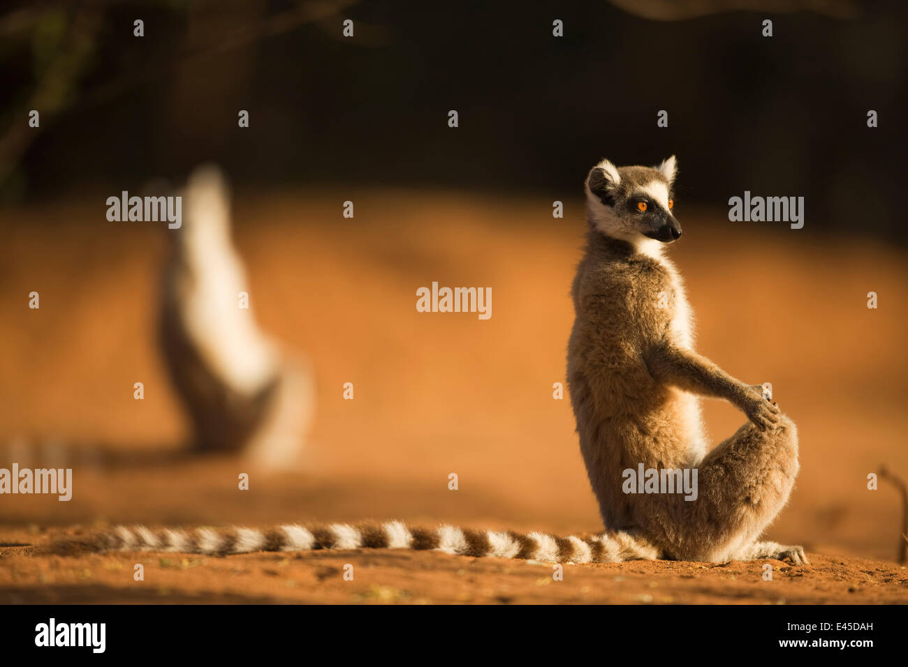 Ring-tailed Lemur (Lemur catta) 'sunning' in the early morning light to ...