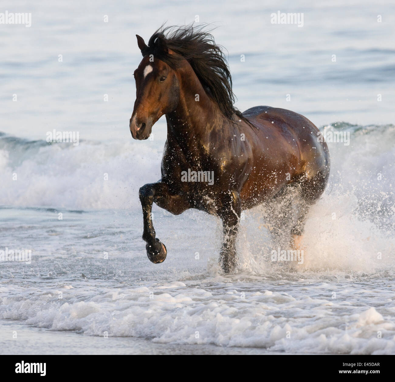 Bay Azteca stallion (Andalusian and Quarter Horse cross) trotting onto beach from waves ...