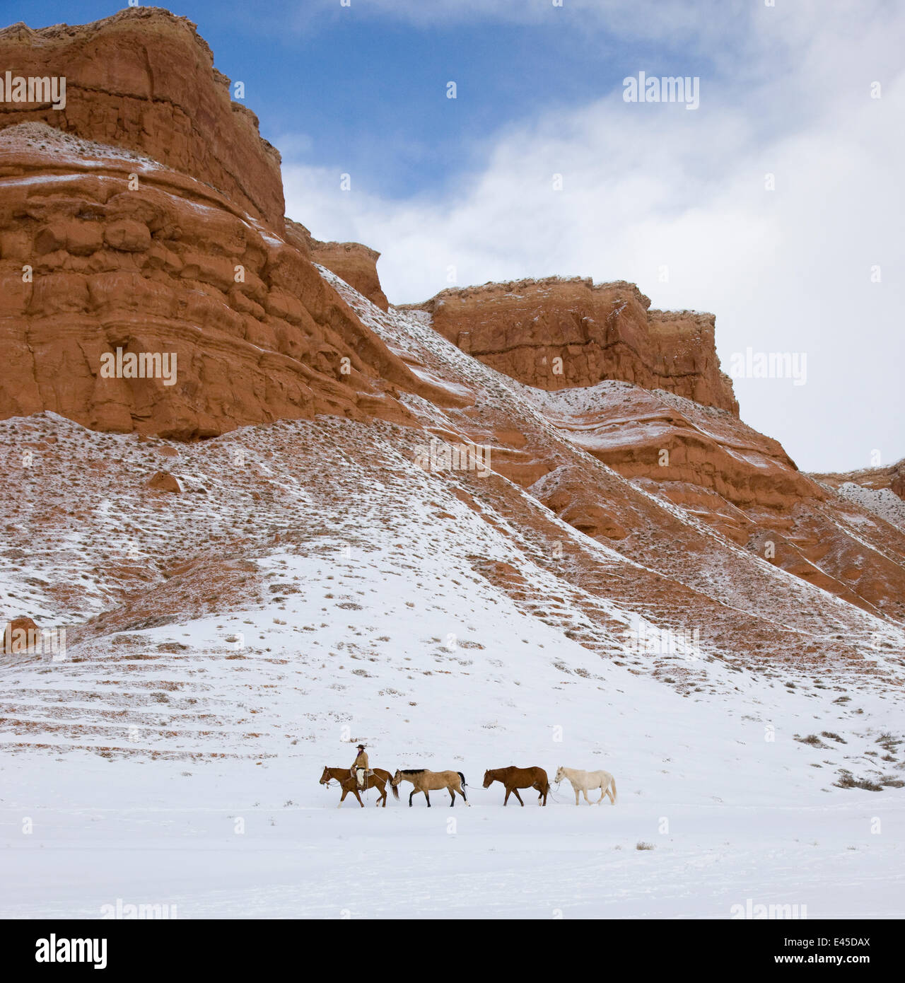 Cowboy leading Quarter horses pack train in the snow at Flitner Ranch ...