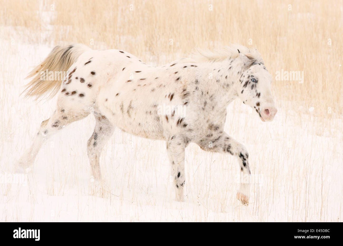 Appaloosa horse hi-res stock photography and images - Alamy
