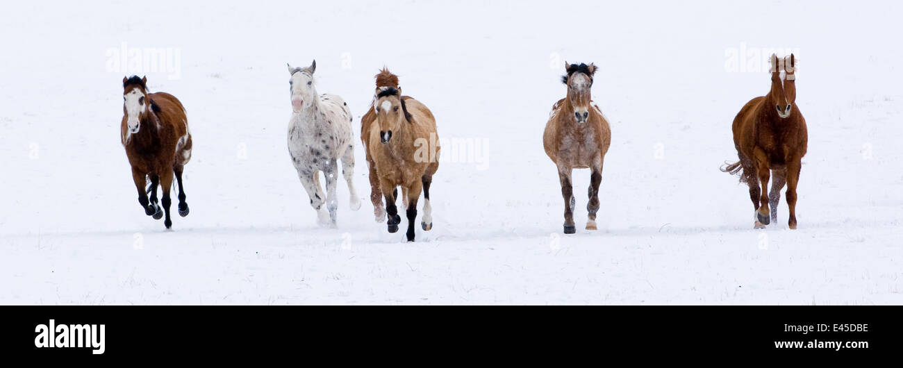 Horses running in the snow, Flitner Ranch, Shell, Wyoming, USA Stock ...