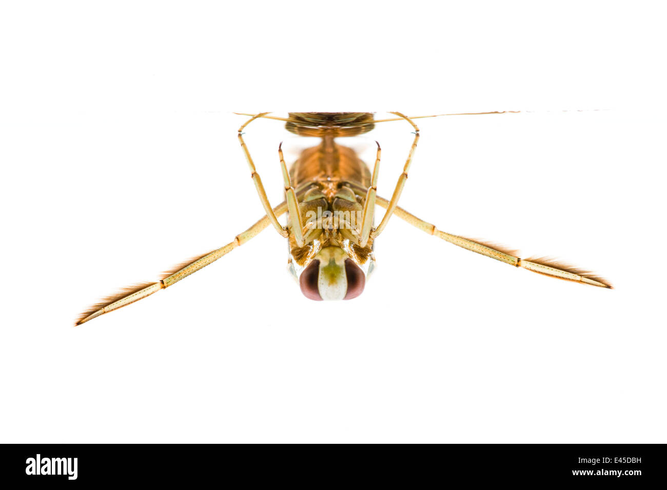 Common backswimmer (Notonecta glauca) Angus, Scotland, April Stock ...