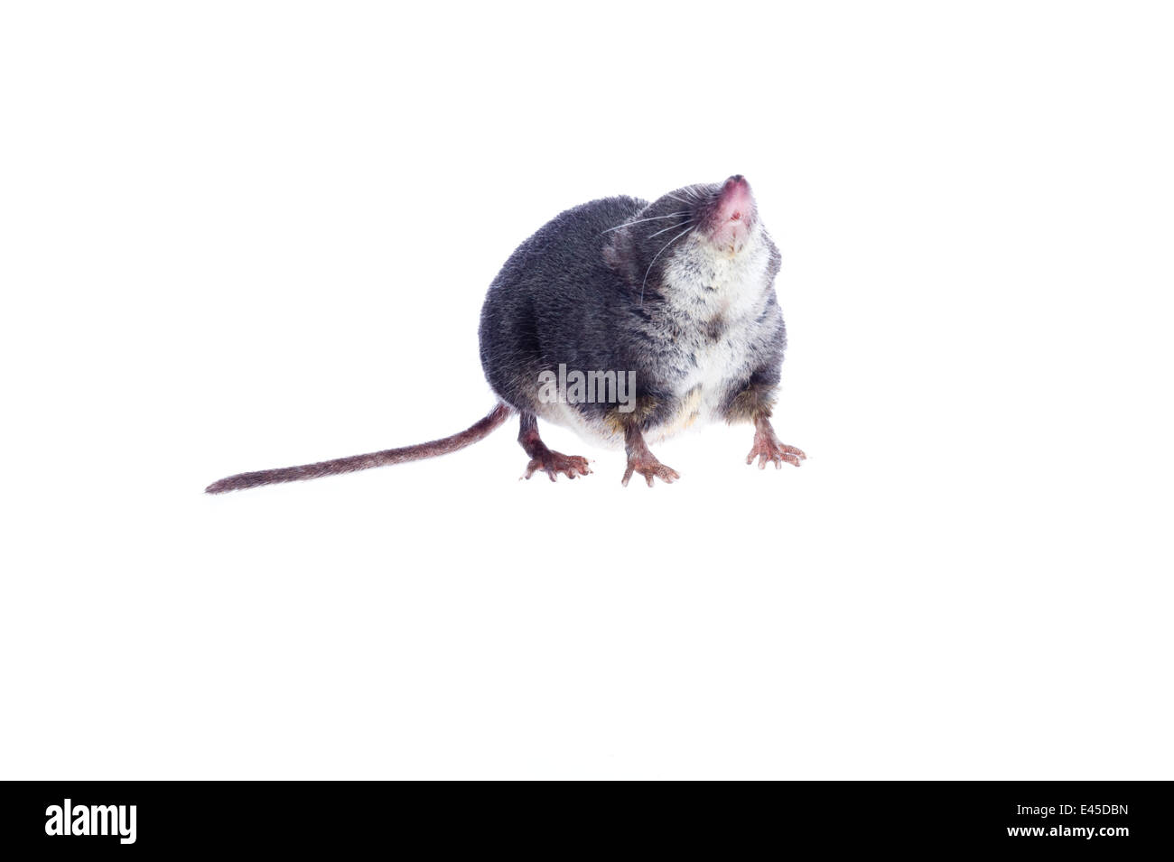 Female behaviour Cut Out Stock Images & Pictures - Alamy