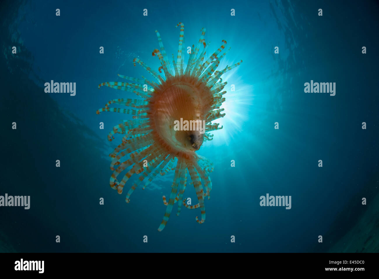 Indo Pacific Shells High Resolution Stock Photography and Images - Alamy