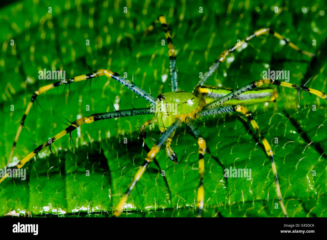 Malagasy green lynx spider (Peucetia madagascariensis) Marojejy ...