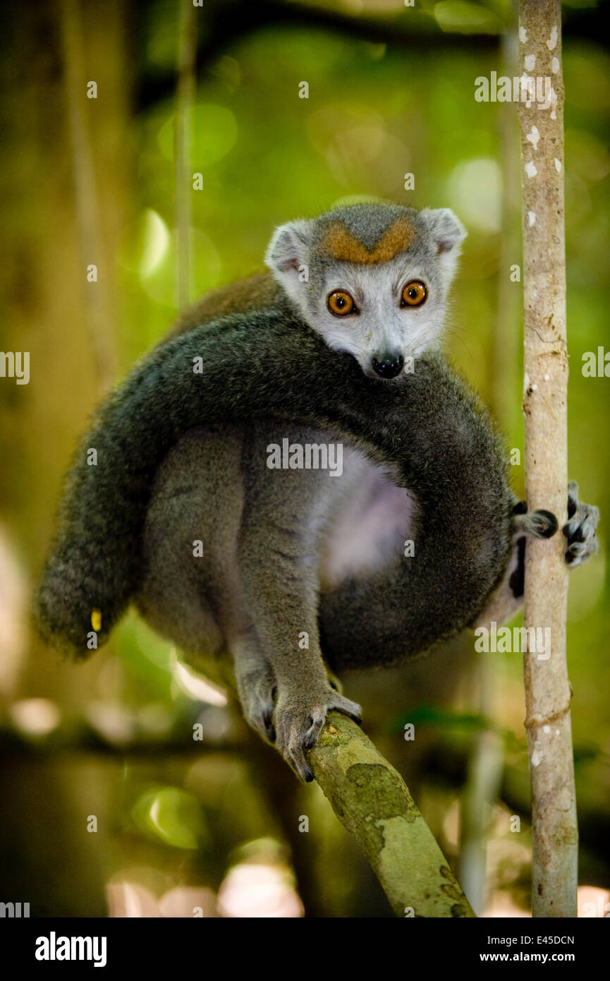 Crowned lemur (Eulemur coronatus) female, Ankarana Special Reserve ...