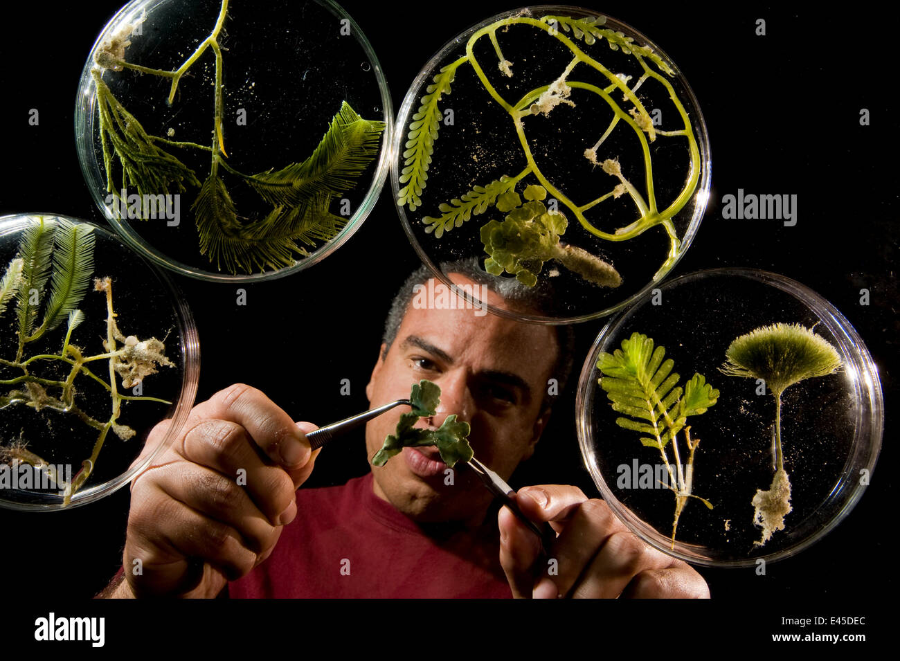Seaweed specimens hi-res stock photography and images - Alamy
