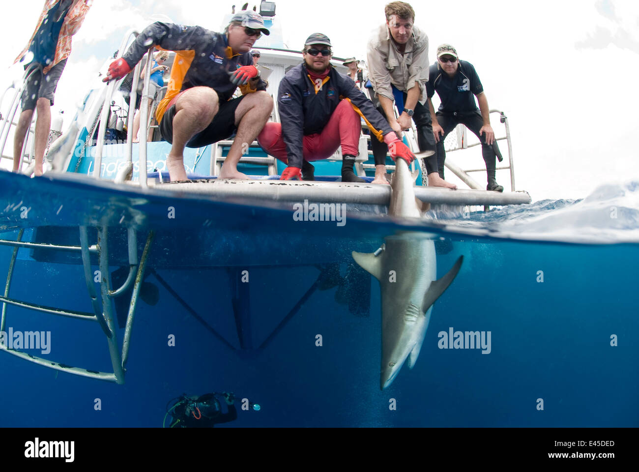 Inserting transmitter shark hi-res stock photography and images - Alamy
