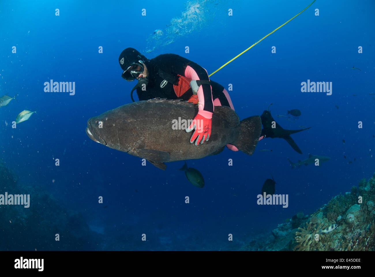 Releasing wildlife australia hi-res stock photography and images - Alamy