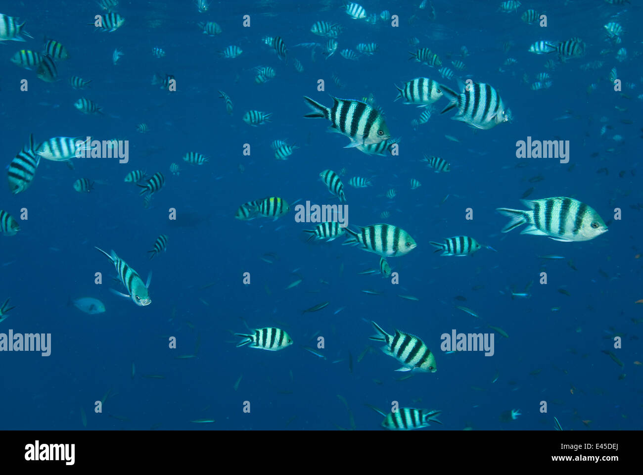 Sergeant major of hi-res stock photography and images - Alamy