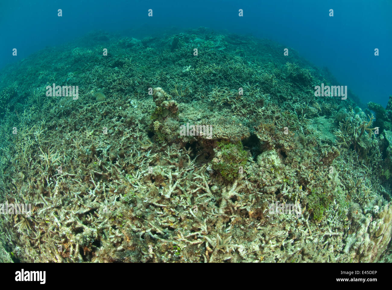 Dynamite Fishing In The Philippines