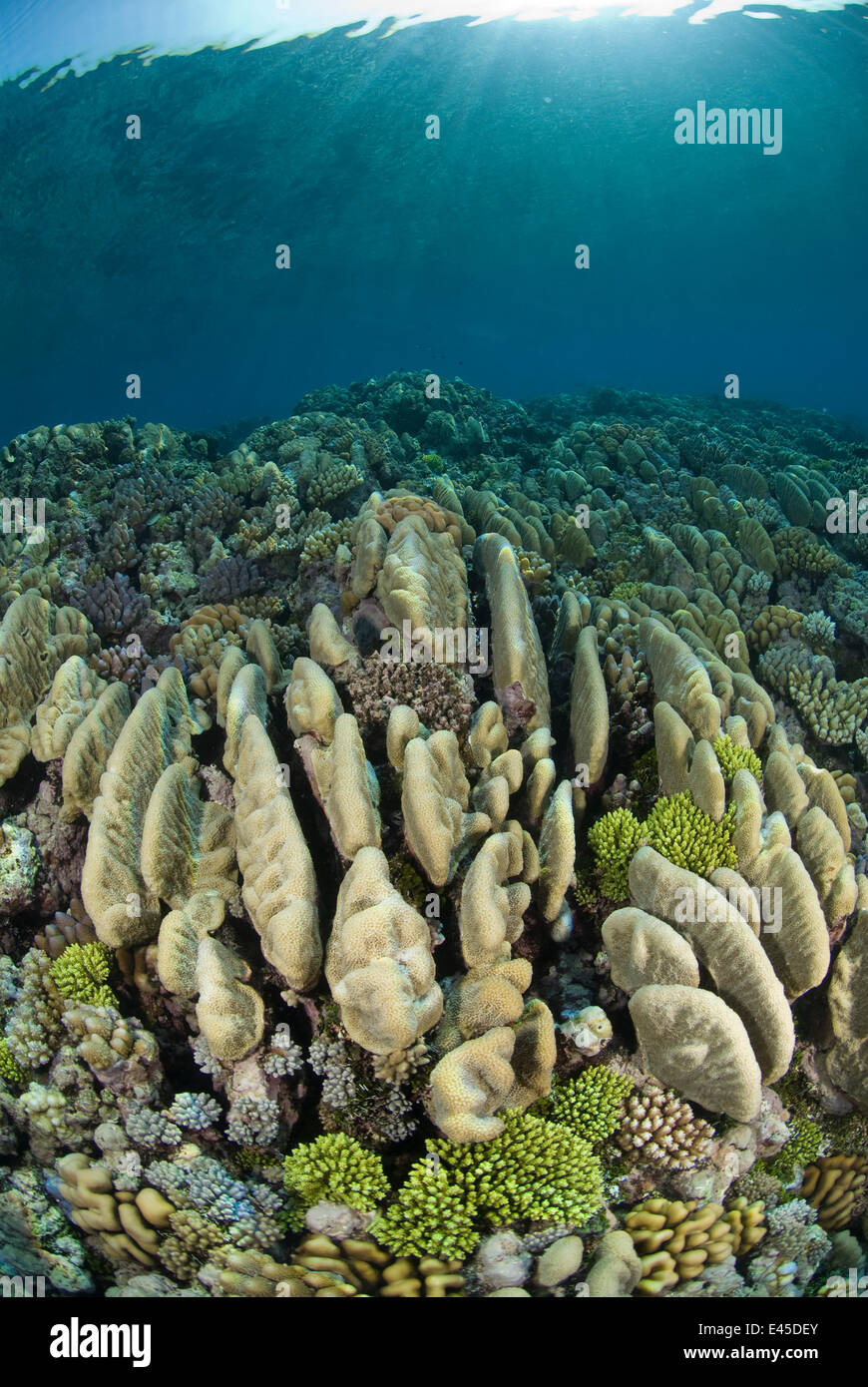 Coral reef in the far northern outer Great Barrier Reef. Coral ...