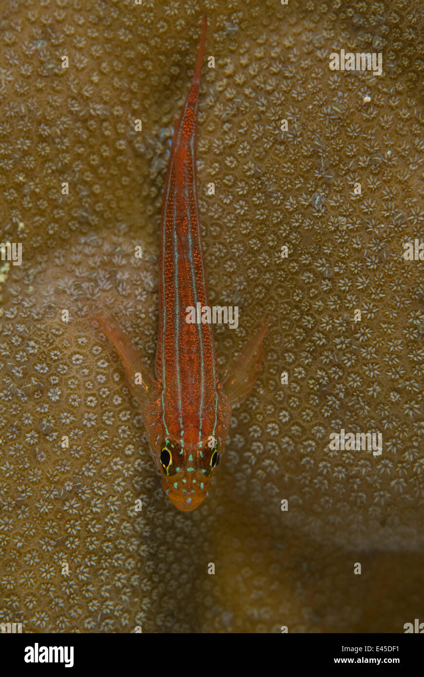 Striped triplefin fish {Helcogramma striata} on hard coral, Great ...