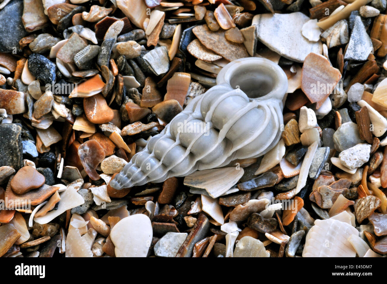 Common wentletrap (Epitonium clathrus) shell on beach, Belgium Stock ...