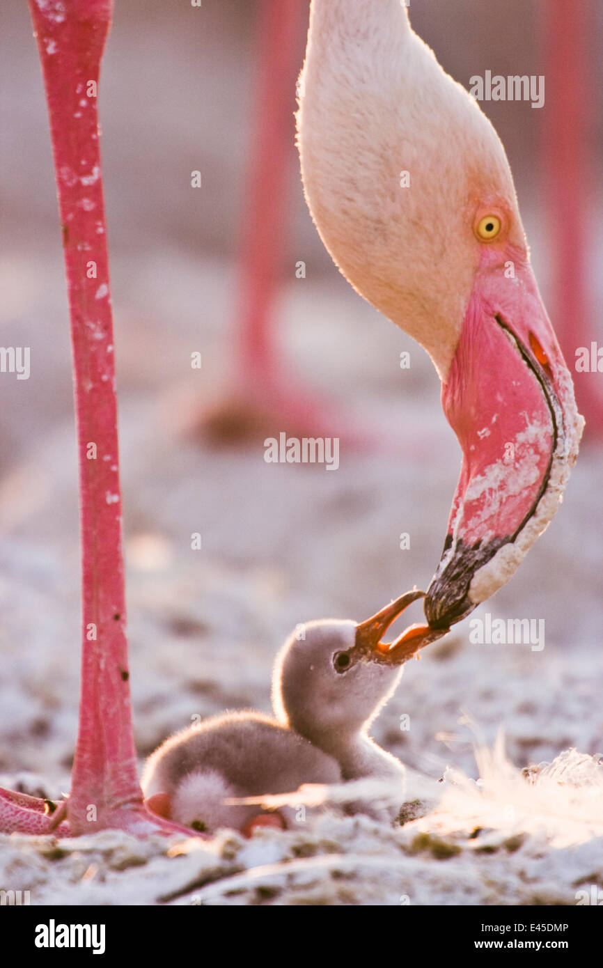 Flamingo Feeding Baby High Resolution Stock Photography and Images - Alamy