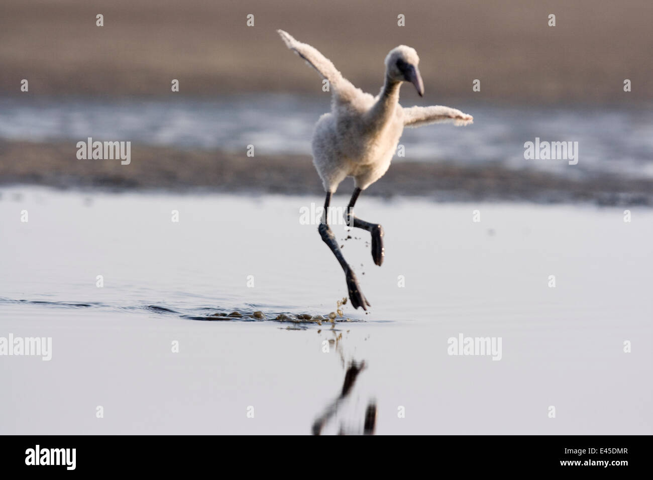 Lesser flamingo {Phoeniconaias minor} chick running flapping wings ...