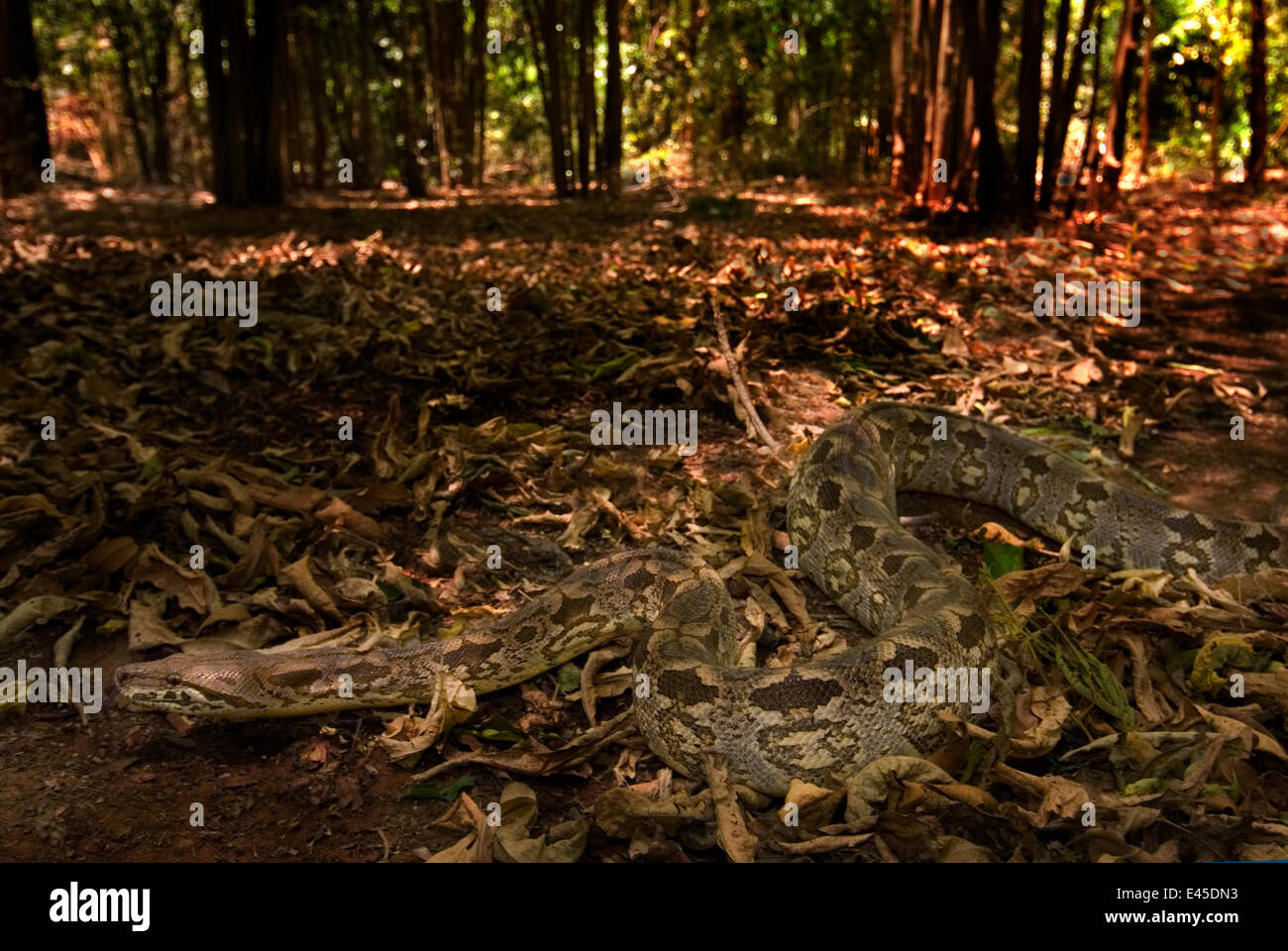 Madagascar ground boa / boa constrictor (Acrantophis madagascariensis ...
