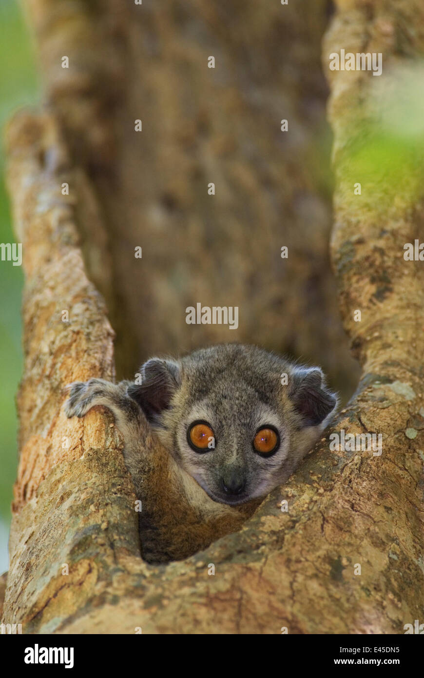 White footed sportive lemur (Lepilemur leucopus) looking out from a ...