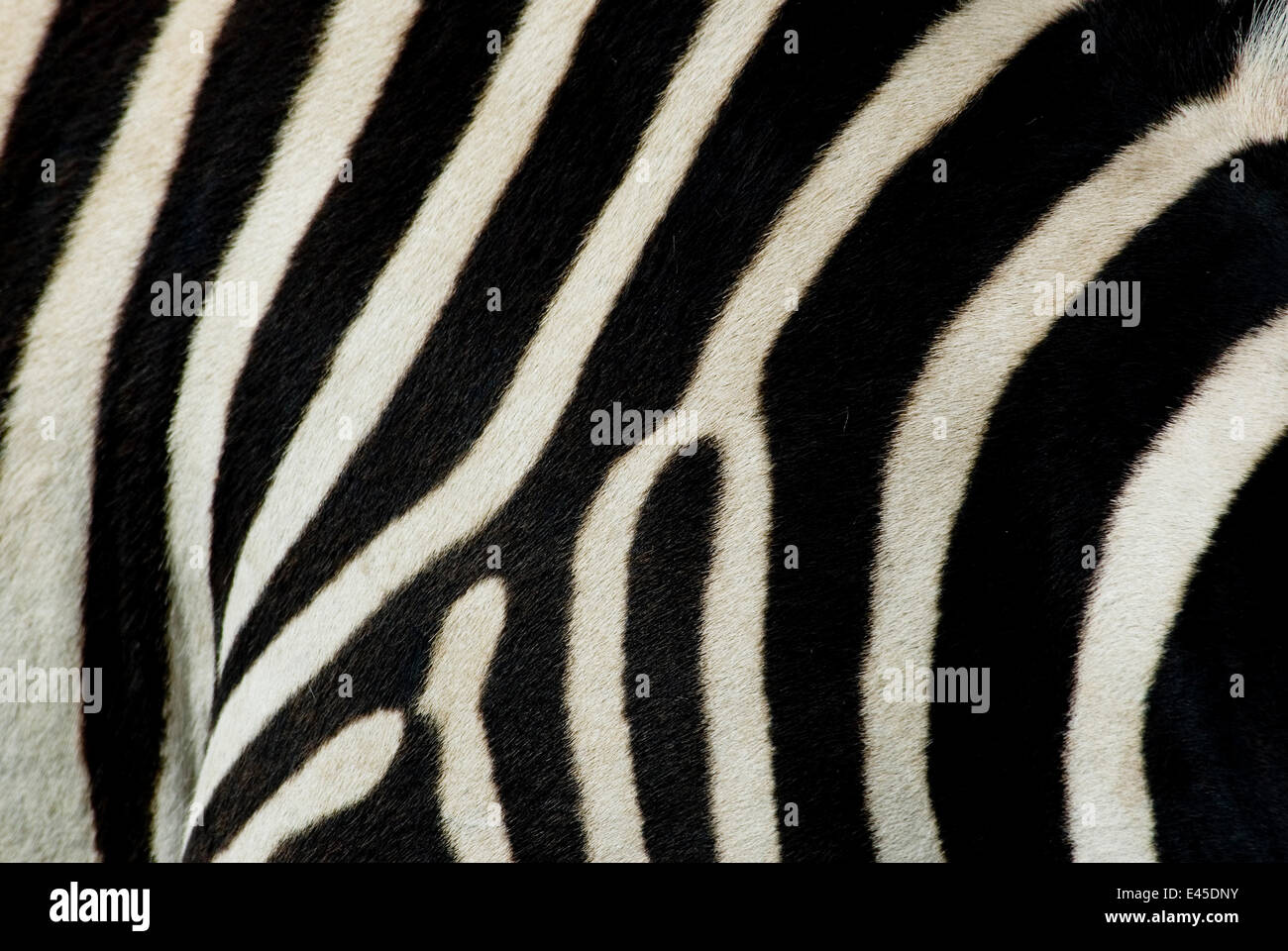 Hidden zebra hi-res stock photography and images - Alamy