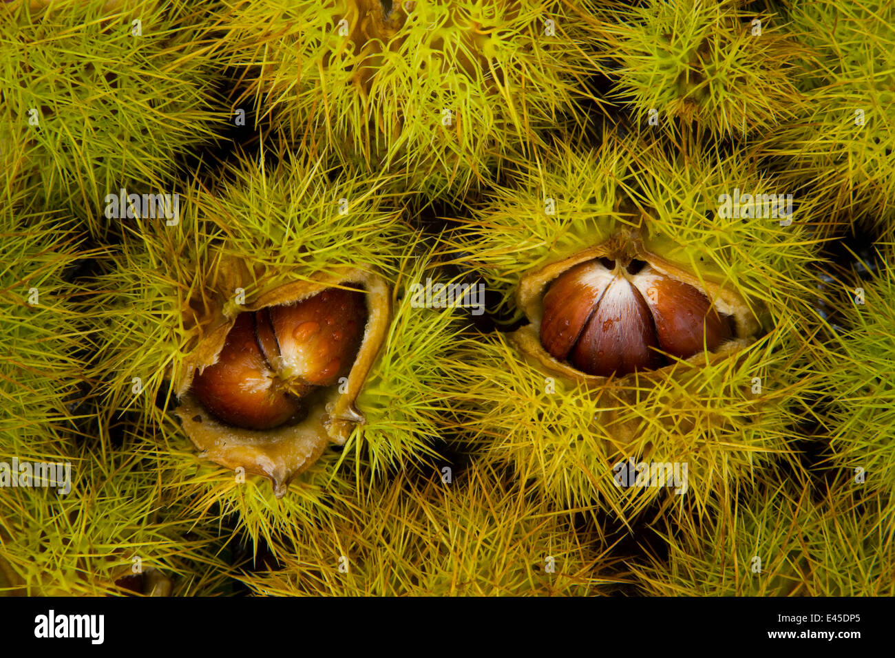 Edible seeds from plants hi-res stock photography and images - Alamy