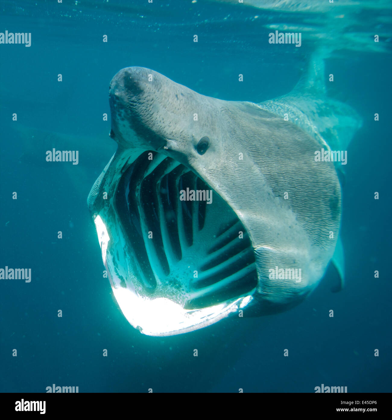 Basking shark feeding off the Cornish coastline. Cornwall, UK Stock ...