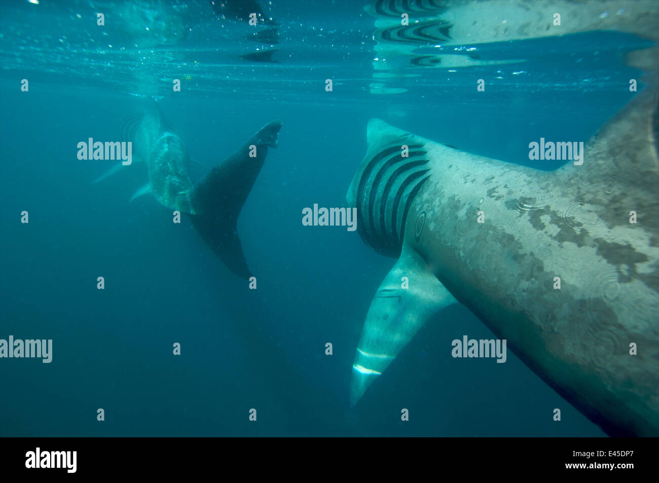 Basking shark feeding off the Cornish coastline. Cornwall, UK Stock ...