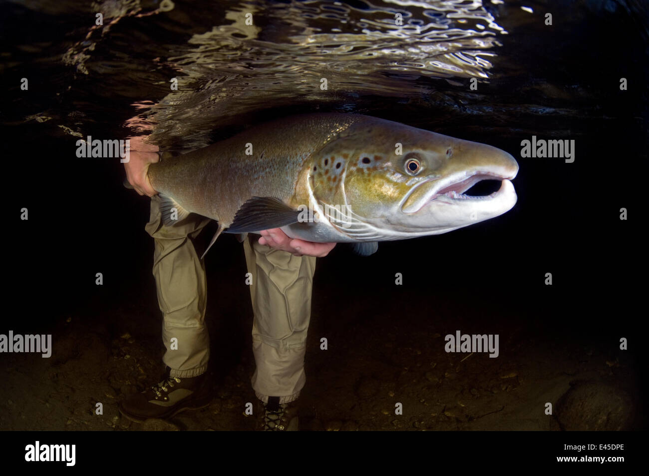 Salmo Salar Underwater High Resolution Stock Photography and Images - Alamy