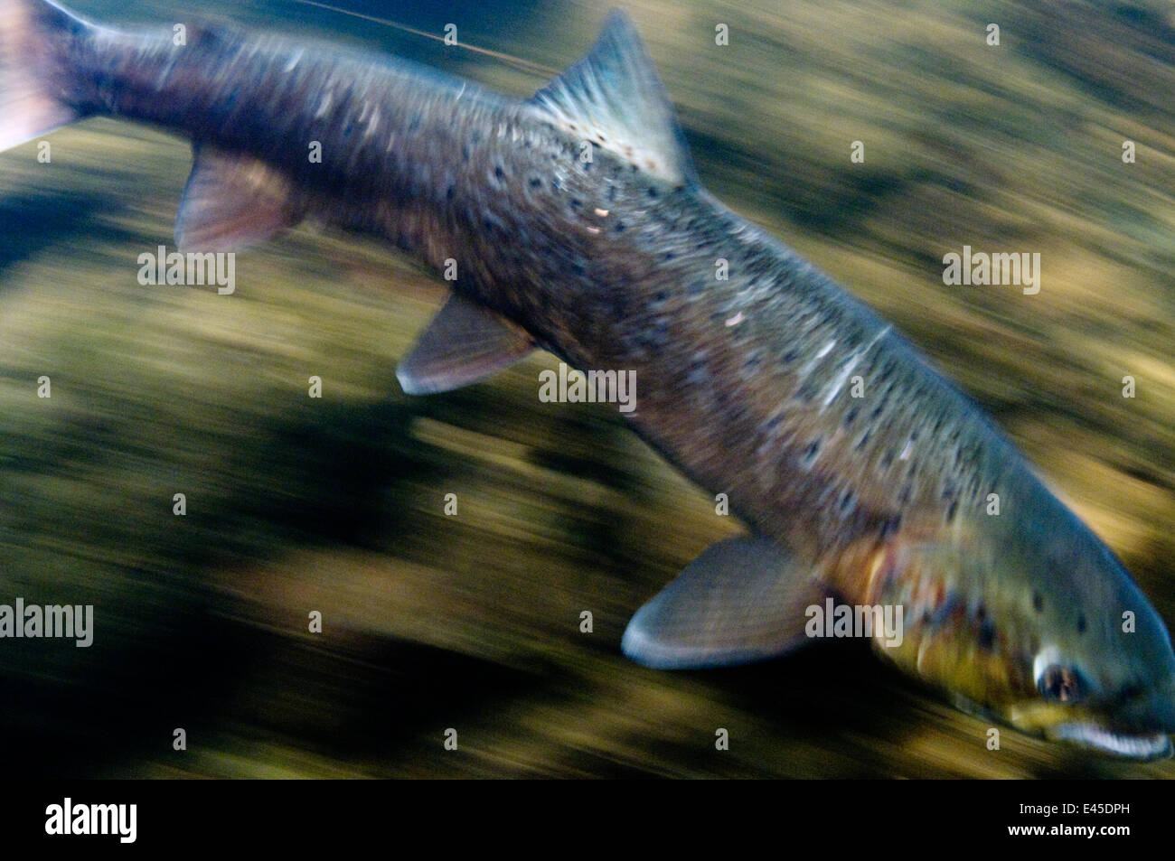 Atlantic salmon (Salmo salar) River Orkla, Norway, September 2008 Stock ...