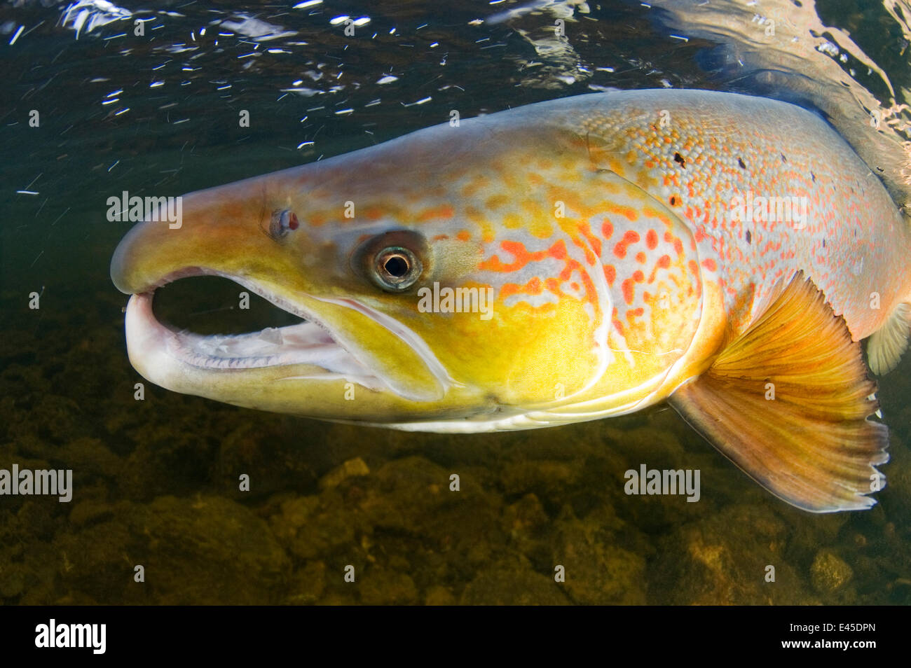 Atlantic salmon (Salmo salar) male, River Orkla, Norway, September 2008 ...