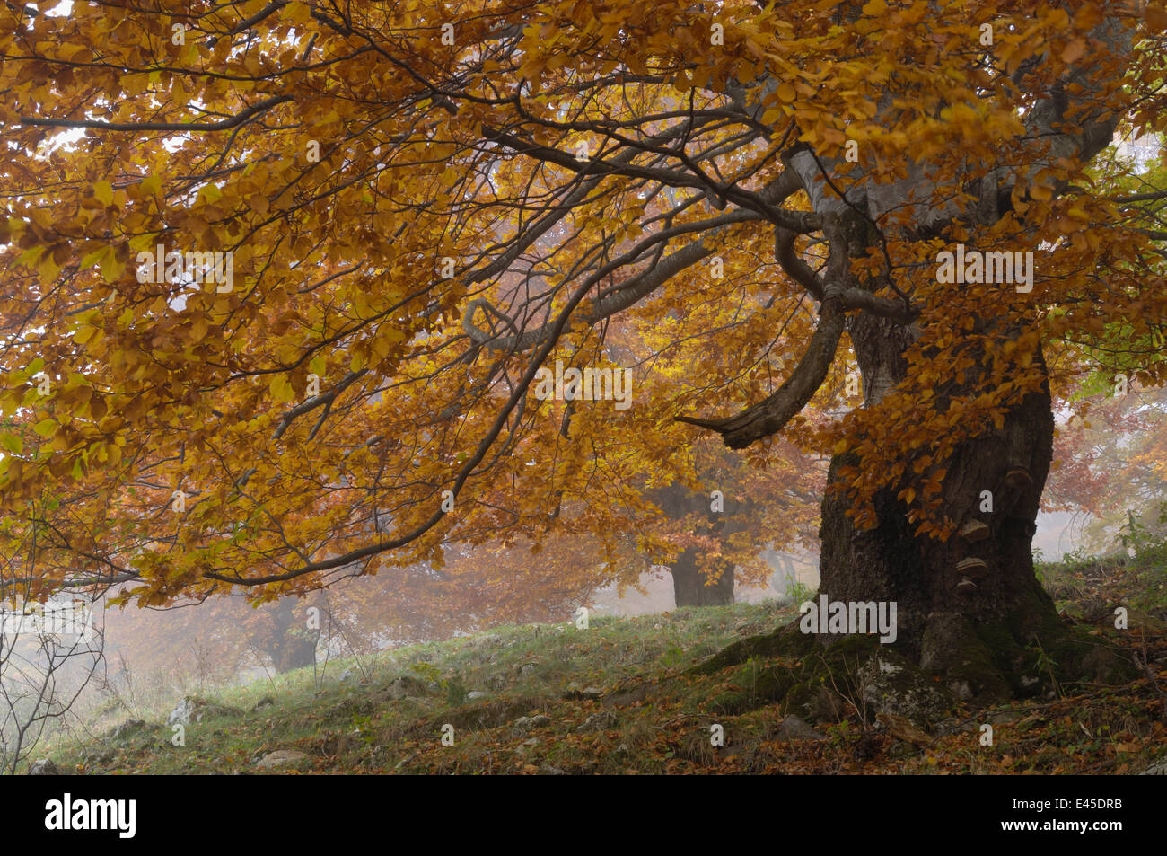 Old beech trees (Fagus sp) in autumn, Piatra Craiului National Park ...