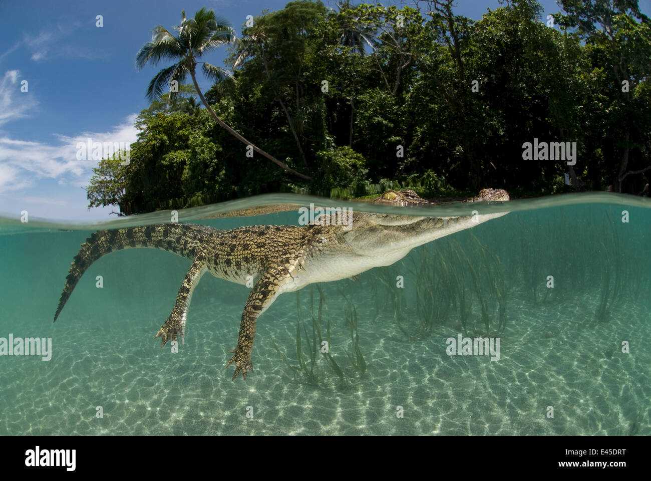 Saltwater crocodile (Crocodylus porosus) swimming at water surface ...