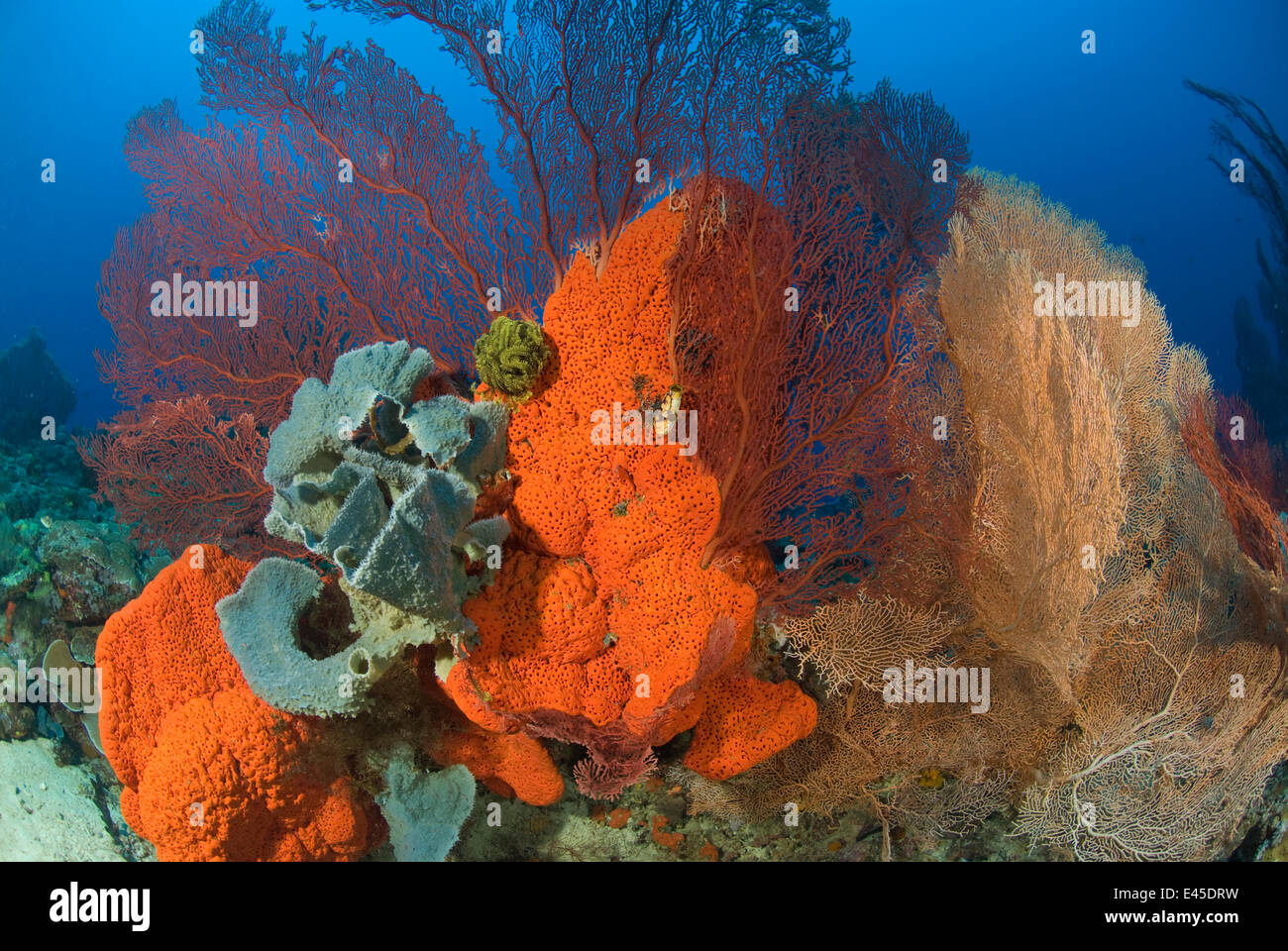 Elephant sponge hi-res stock photography and images - Alamy